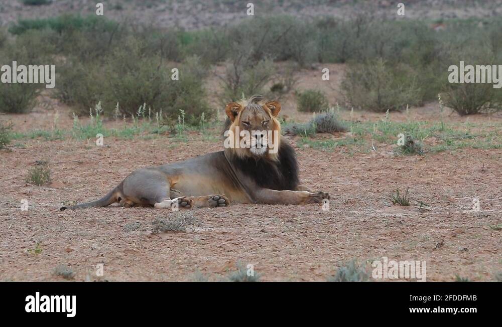 Lion antelope Stock Videos & Footage - HD and 4K Video Clips - Alamy
