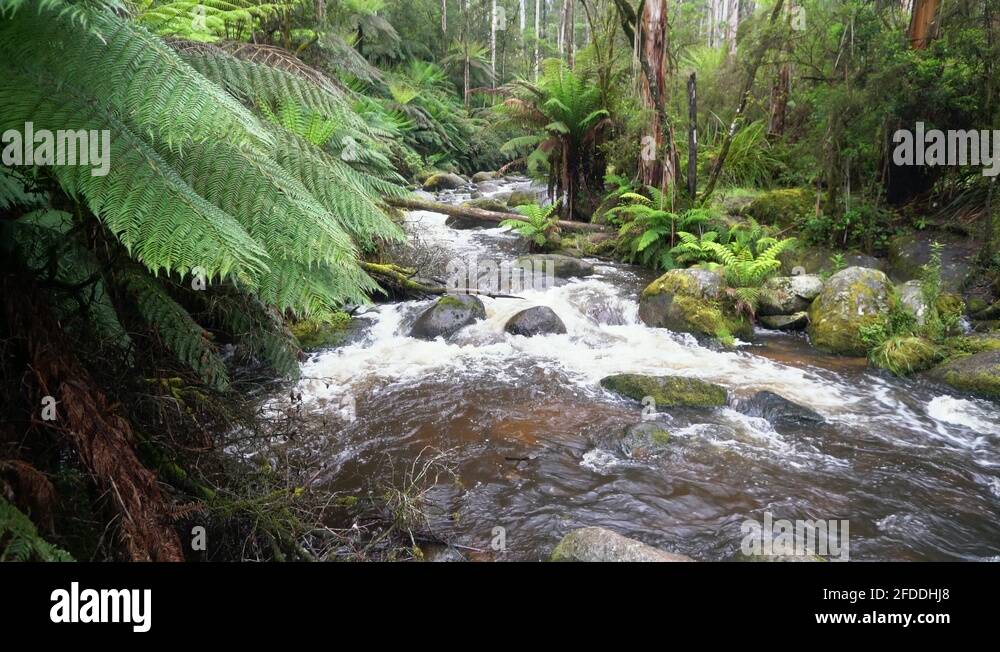 Toorongo river making its way through the rainforests of Victoria Stock ...