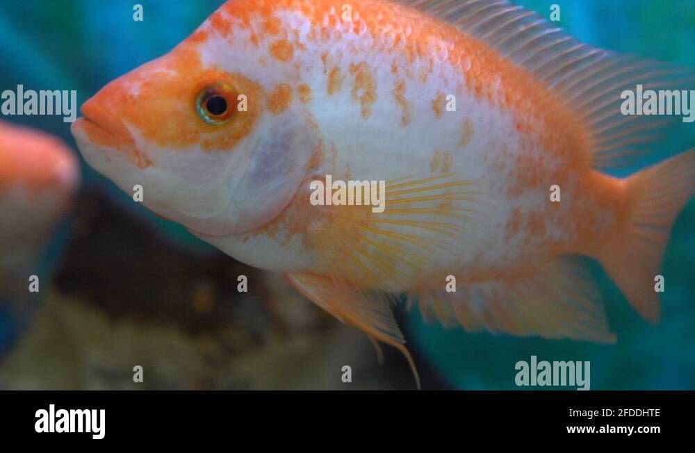 Midas cichlid amphilophus Stock Videos & Footage - HD and 4K Video ...