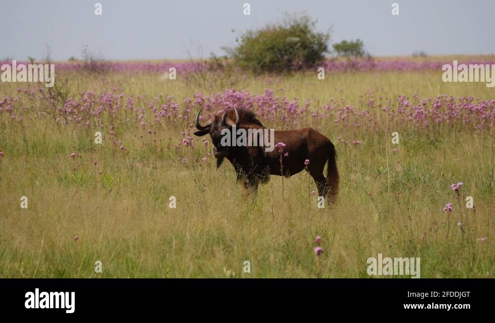 High grassland Stock Videos & Footage - HD and 4K Video Clips - Alamy