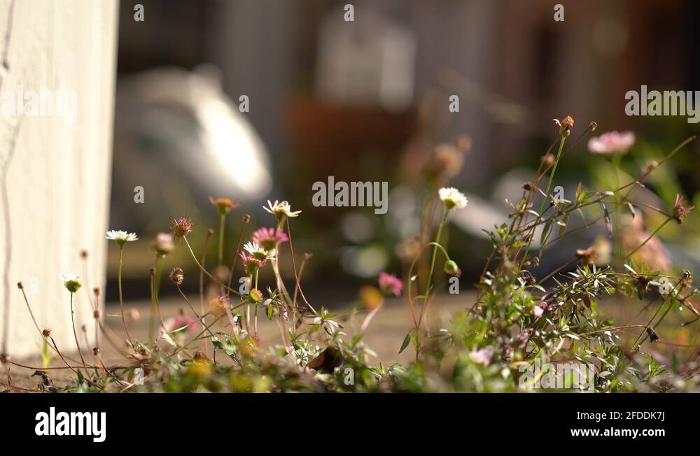 Cinematic flowers Stock Videos & Footage - HD and 4K Video Clips - Alamy