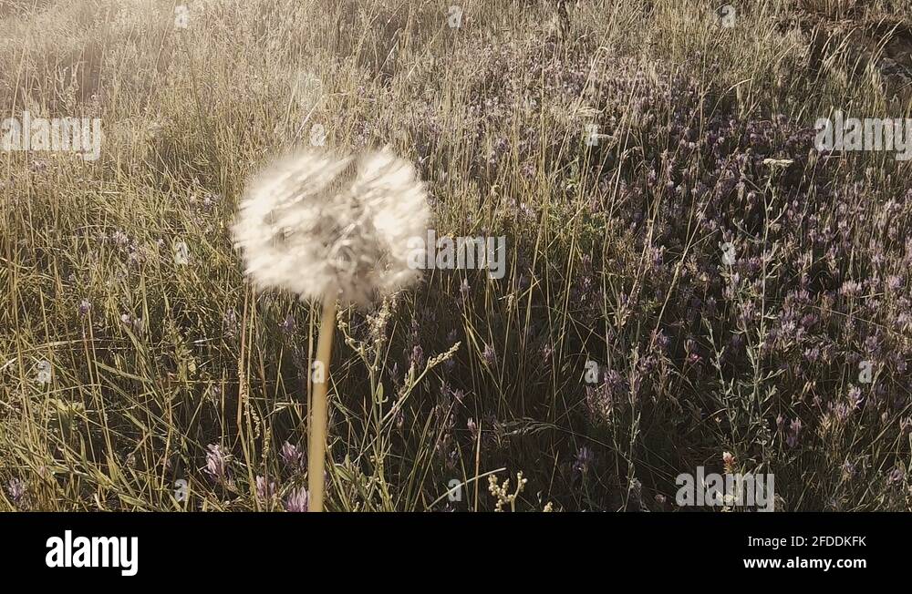 Dandelion wind blowing seeds Stock Videos & Footage - HD and 4K Video ...