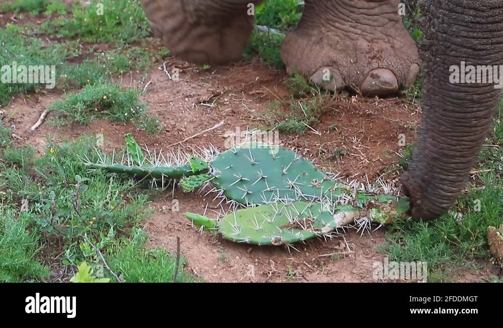 Elephant cactus Stock Videos & Footage - HD and 4K Video Clips - Alamy