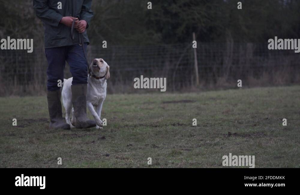Walking labrador retriever Stock Videos & Footage - HD and 4K Video ...