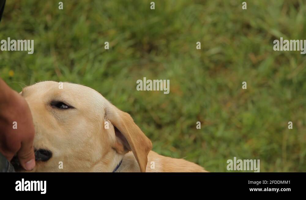 Labrador form Stock Videos & Footage - HD and 4K Video Clips - Alamy