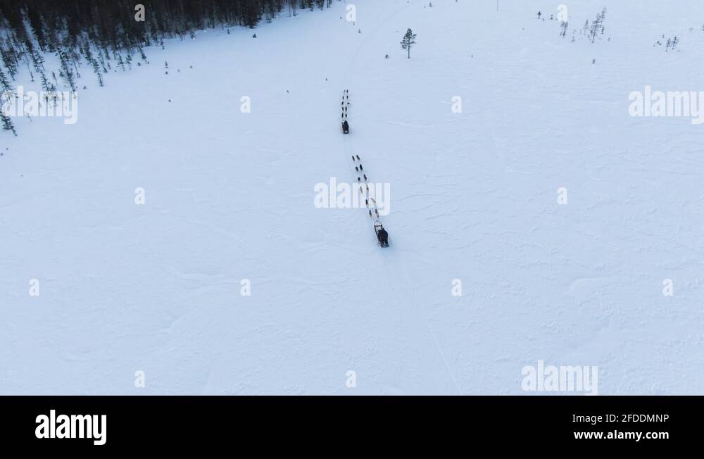 Husky sleds dog Stock Videos & Footage - HD and 4K Video Clips - Alamy