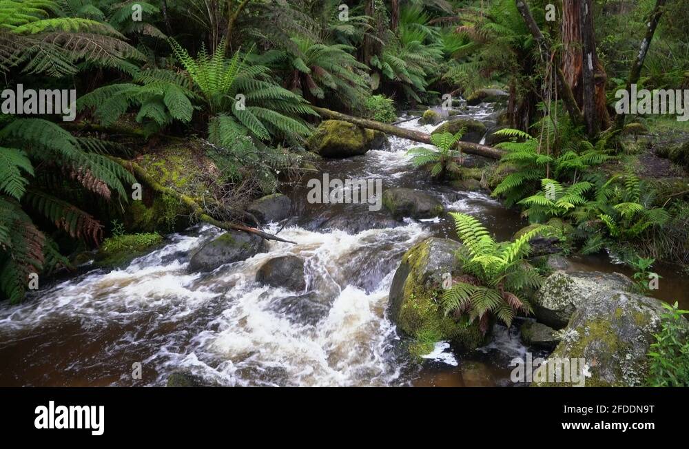 Toorongo river making its way through the rainforests of Victoria Stock ...