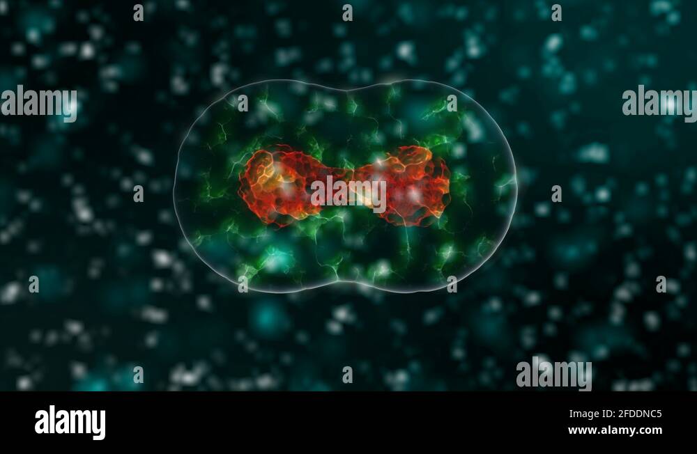 Cell membrane nucleus cytoplasm Stock Videos & Footage - HD and 4K ...