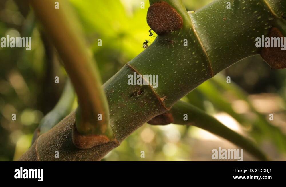 Animal plant interaction Stock Videos & Footage - HD and 4K Video Clips ...