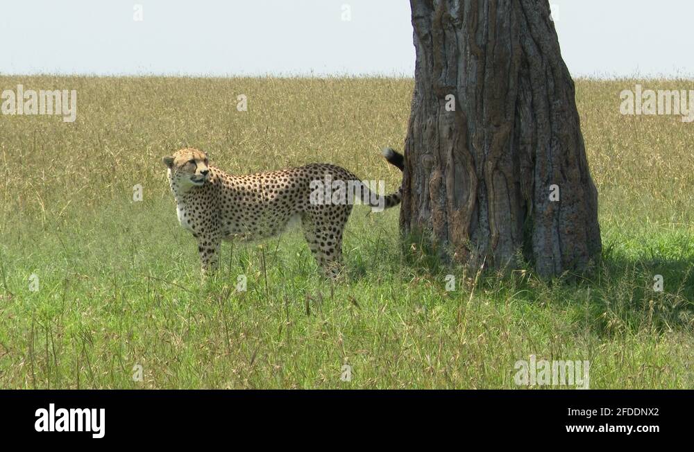 Cheetah on a tree Stock Videos & Footage - HD and 4K Video Clips - Alamy