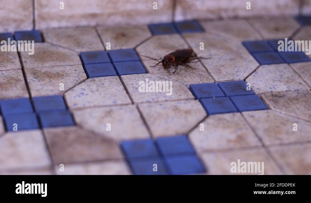 Cockroach flat insect roach Stock Videos & Footage - HD and 4K Video ...
