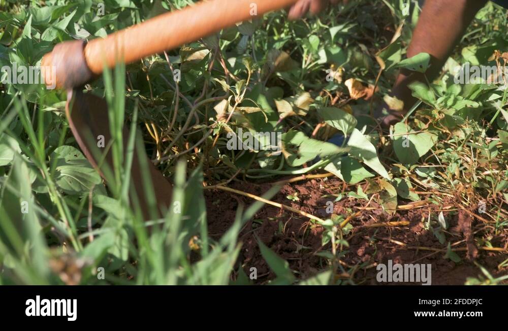 Dig weeds Stock Videos & Footage - HD and 4K Video Clips - Alamy