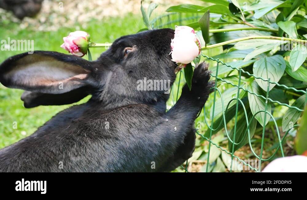 Flemish giant Stock Videos & Footage - HD and 4K Video Clips - Alamy