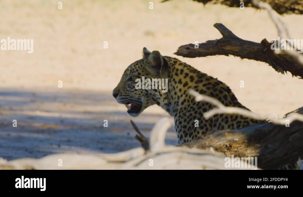 African leopard tree Stock Videos & Footage - HD and 4K Video Clips - Alamy
