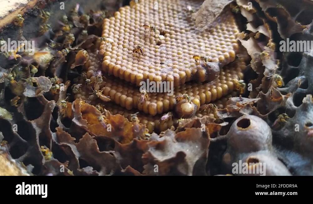 Bee hive box Stock Videos & Footage - HD and 4K Video Clips - Alamy