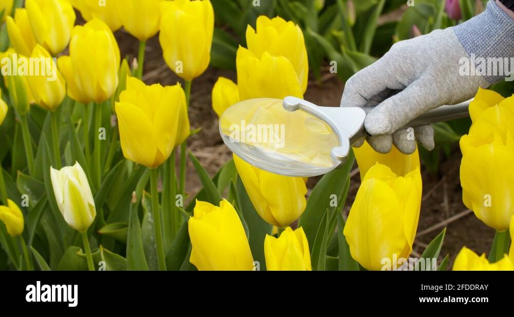 Tulips for export Stock Videos & Footage - HD and 4K Video Clips - Alamy