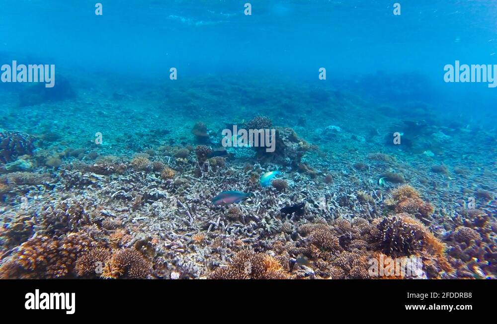 Polyp coral swim Stock Videos & Footage - HD and 4K Video Clips - Alamy