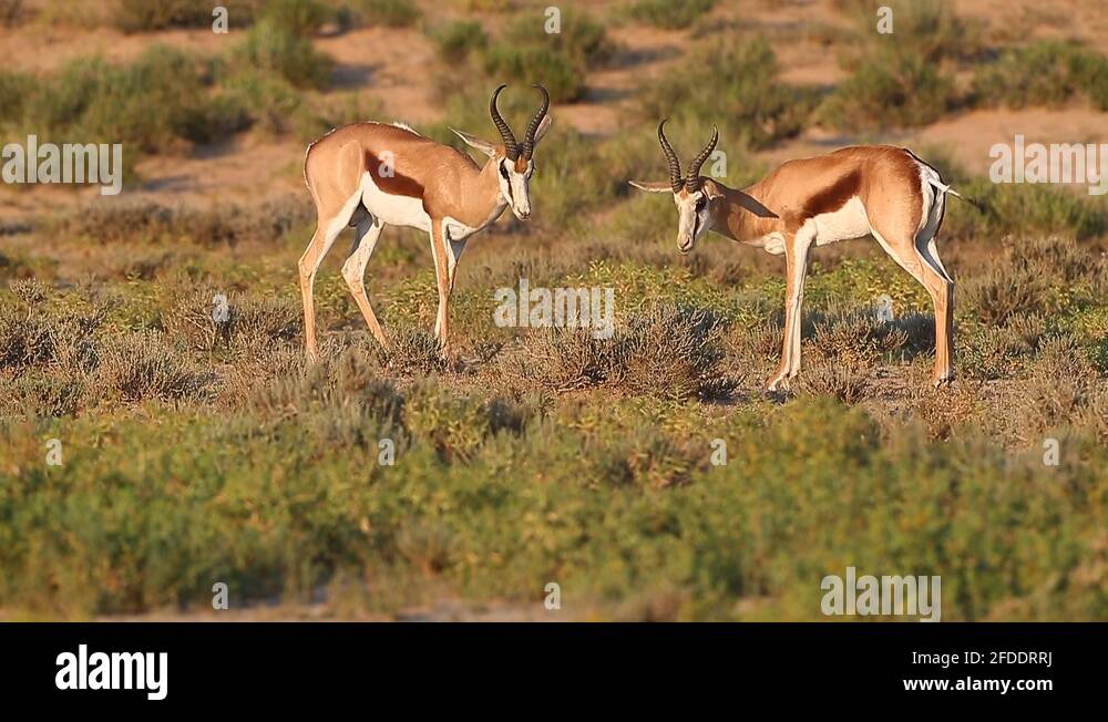 Springbok sparring antidorcas marsupialis kgalagadi Stock Videos ...