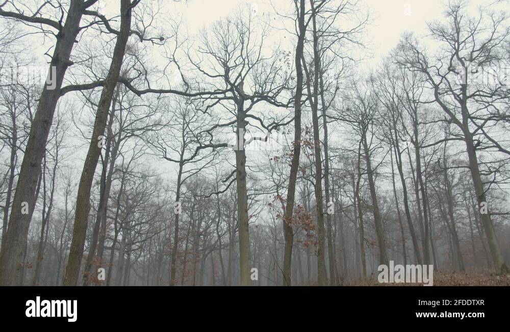 Tree felling Stock Videos & Footage - HD and 4K Video Clips - Alamy