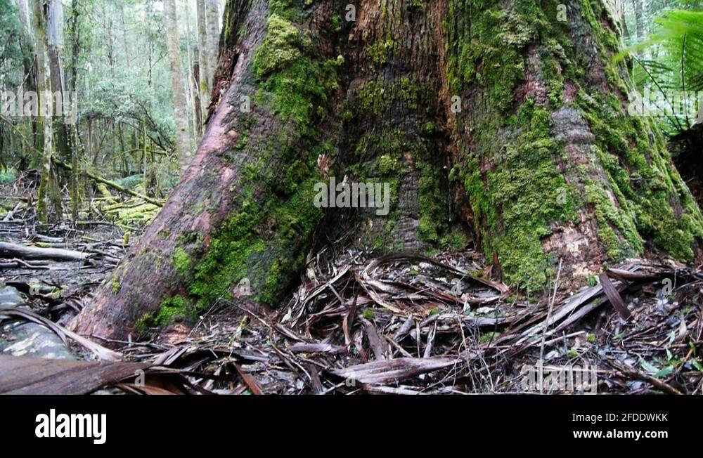 Swamp ash trees Stock Videos & Footage - HD and 4K Video Clips - Alamy