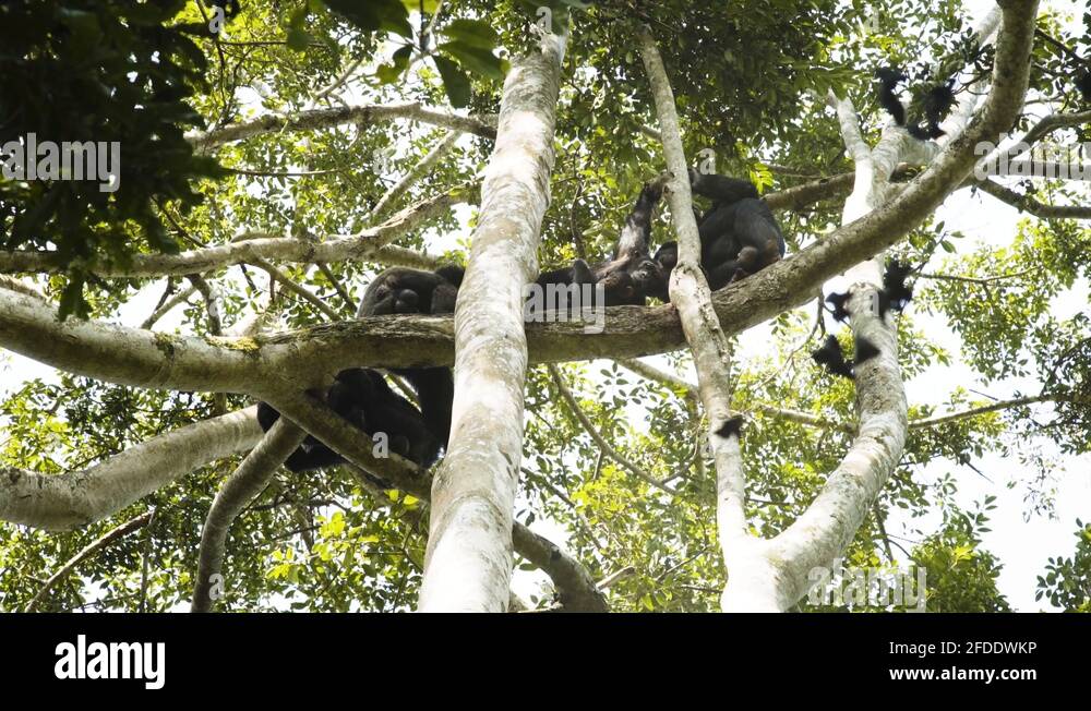Chimp family Stock Videos & Footage - HD and 4K Video Clips - Alamy
