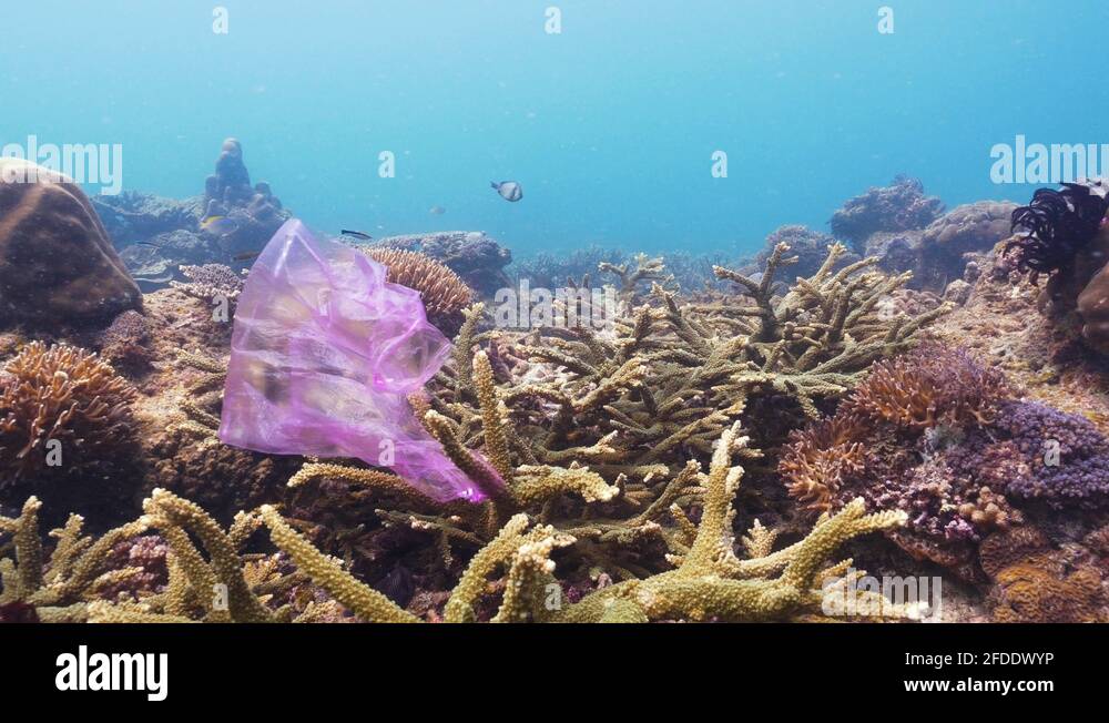 Plastic on coral Stock Videos & Footage - HD and 4K Video Clips - Alamy