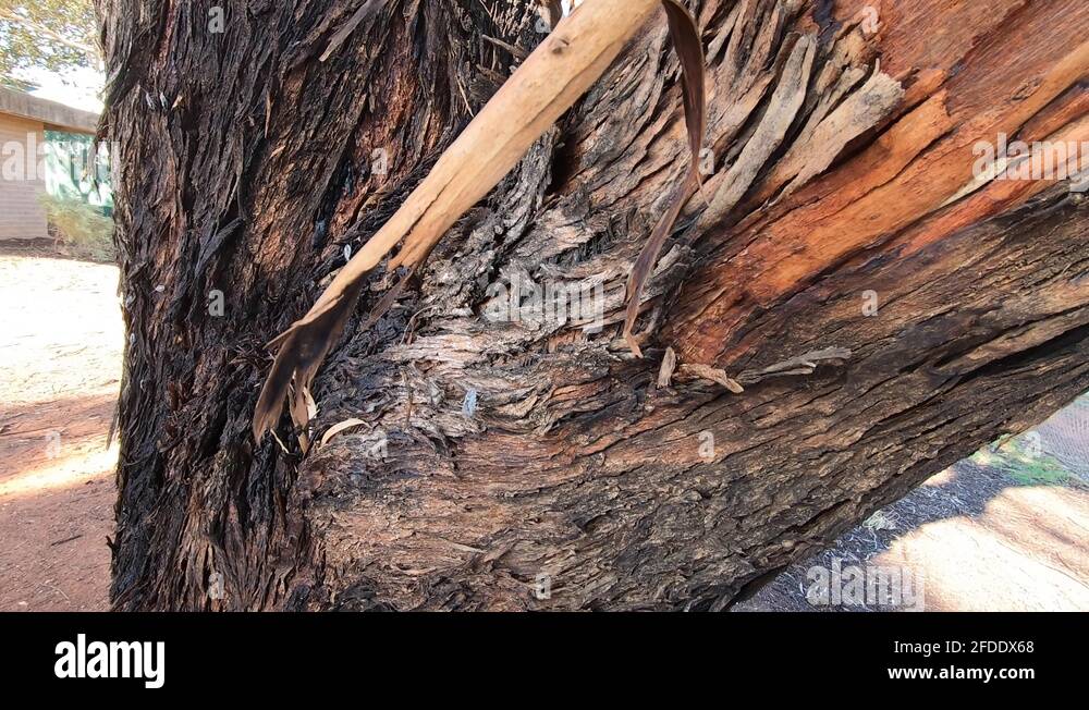 Bark falling off Stock Videos & Footage - HD and 4K Video Clips - Alamy