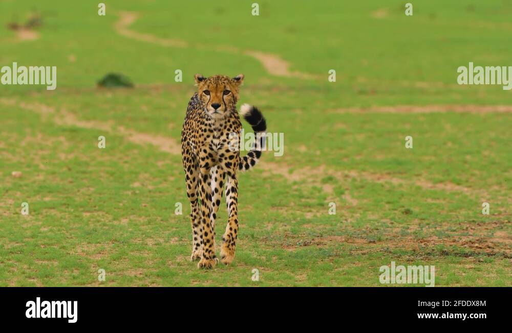 Cheetah Speed Tail Stock Videos And Footage Hd And 4k Video Clips Alamy