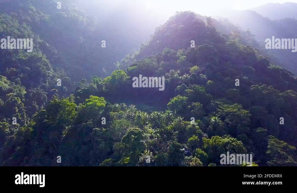 Jungle drone footage Stock Videos & Footage - HD and 4K Video Clips - Alamy
