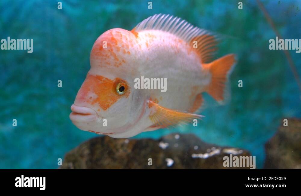 Amphilophus Stock Videos & Footage - HD and 4K Video Clips - Alamy