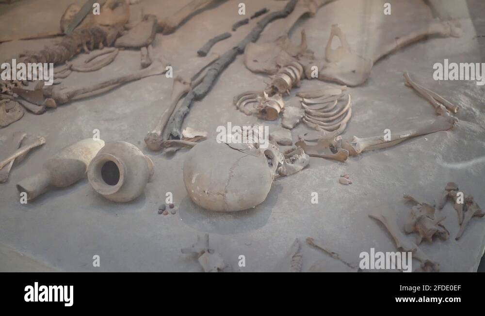 British fossils Stock Videos & Footage - HD and 4K Video Clips - Alamy