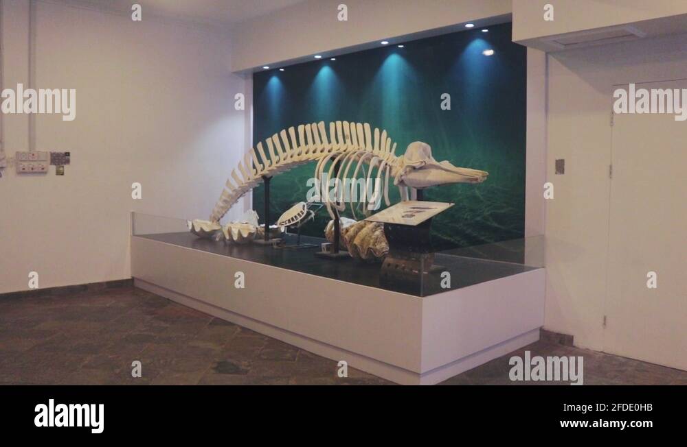 Skeleton fish Stock Videos & Footage - HD and 4K Video Clips - Alamy