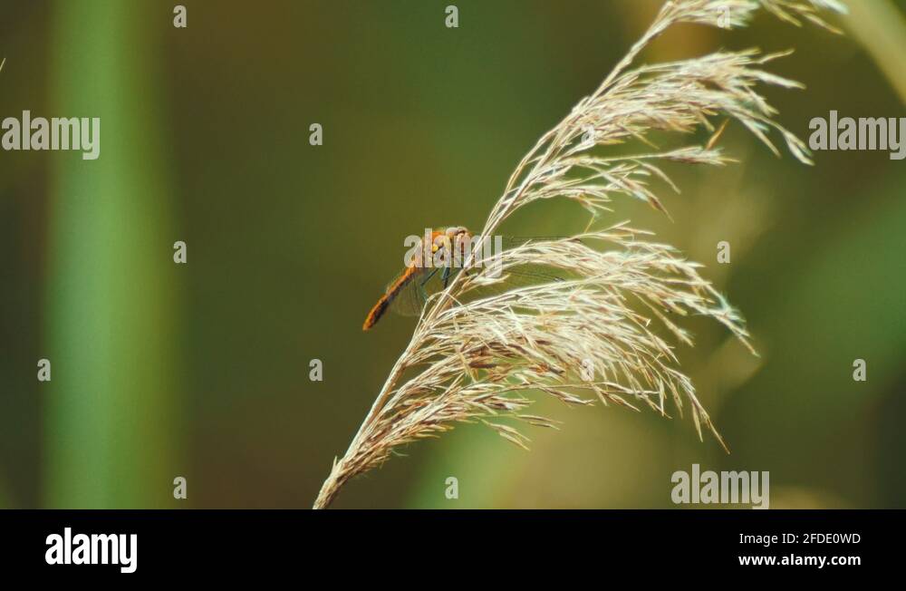Insect in its natural habitat Stock Videos & Footage - HD and 4K Video ...