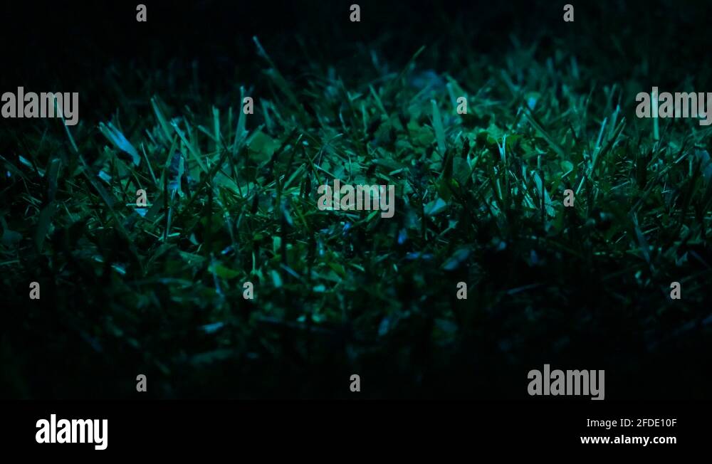 Freaky grass Stock Videos & Footage - HD and 4K Video Clips - Alamy