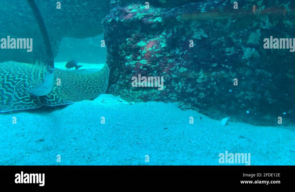 Ray tail Stock Videos & Footage - HD and 4K Video Clips - Alamy