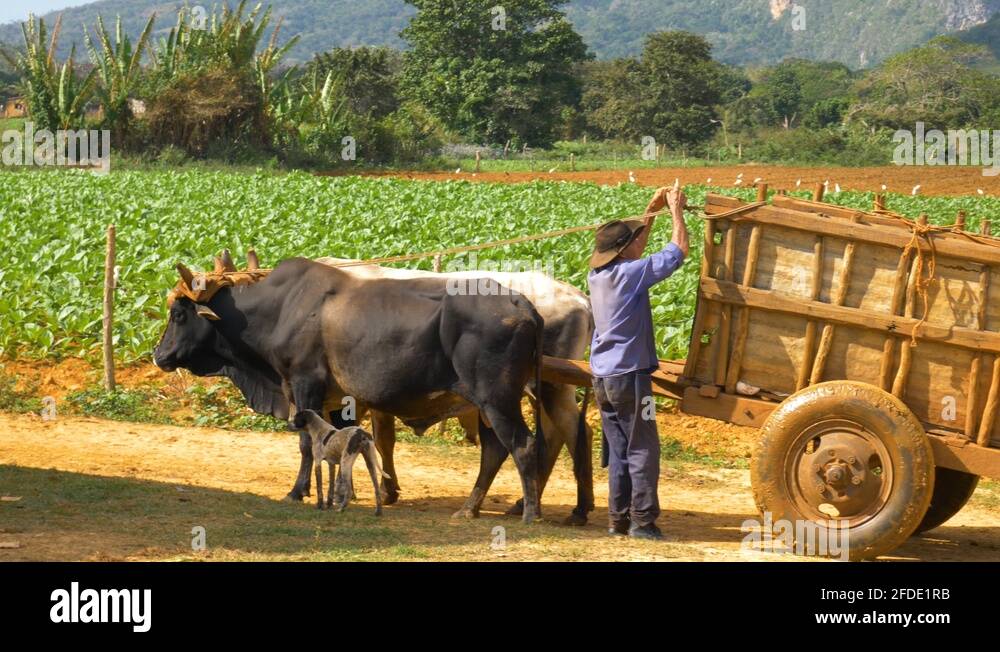 tobacco field and yoke of oxens Stock Video Footage - Alamy