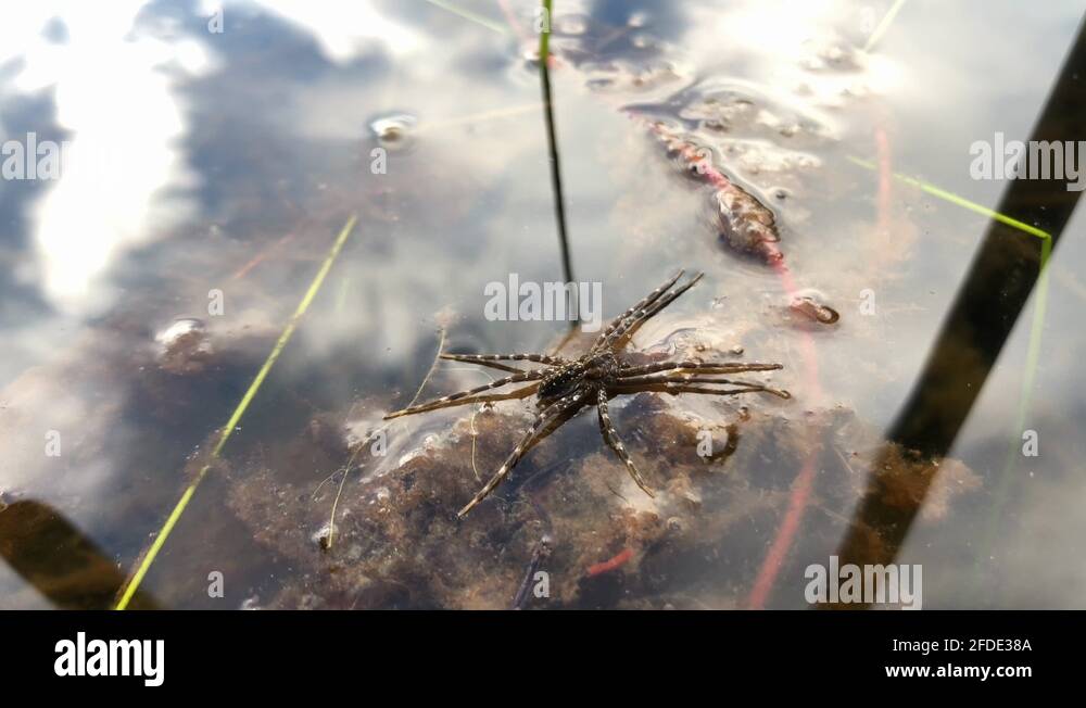 Spider on pond water Stock Videos & Footage - HD and 4K Video Clips - Alamy