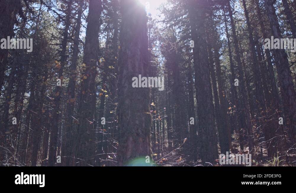 Tall trees at forest tree trunk Stock Videos & Footage - HD and 4K ...