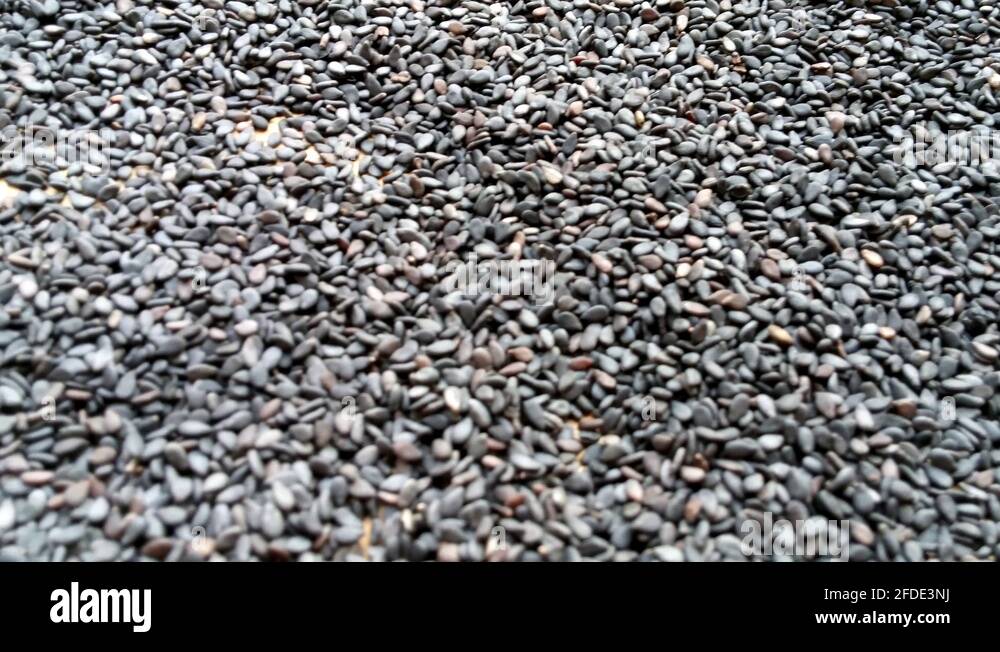 A bunch of black sesame Stock Videos & Footage - HD and 4K Video Clips ...
