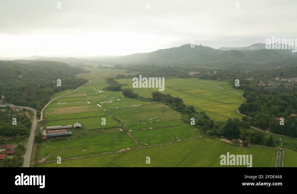 Malaysian Rice Paddy Field Aerial View Stock Video Footage - Alamy