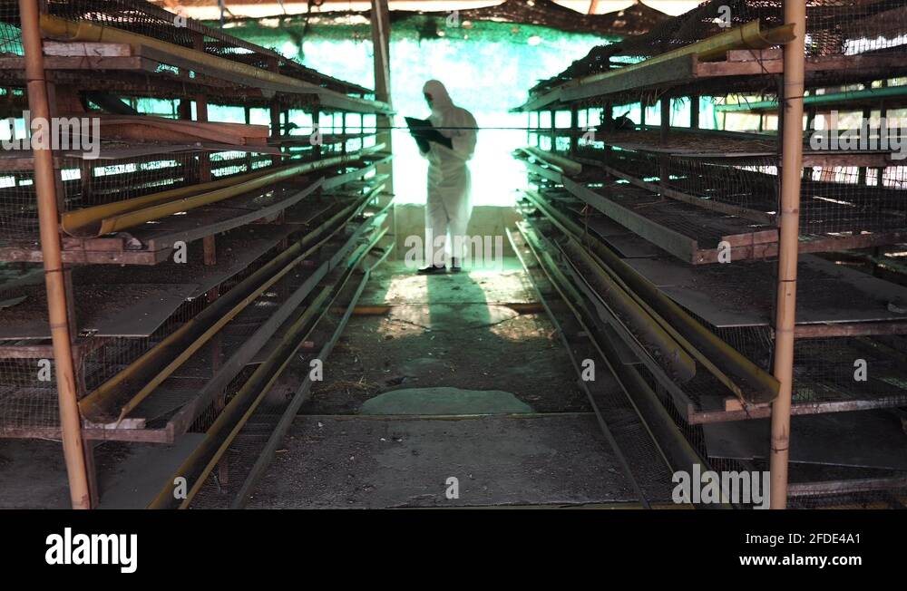 Chicken waste Stock Videos & Footage - HD and 4K Video Clips - Alamy