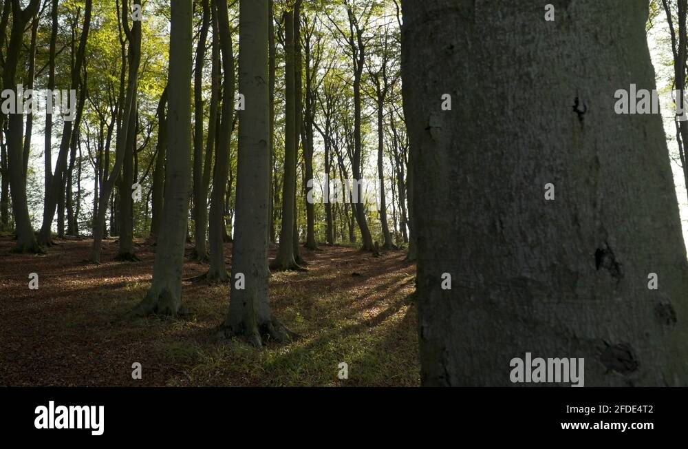 Beautiful ray of sunshine Stock Videos & Footage - HD and 4K Video ...