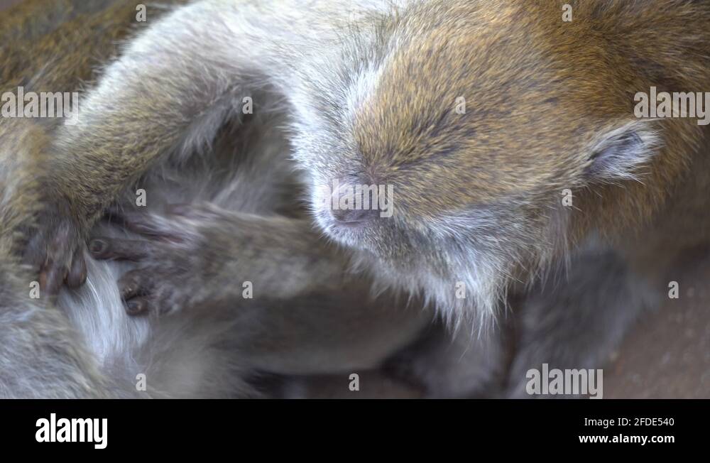 Animal primate Stock Videos & Footage - HD and 4K Video Clips - Alamy