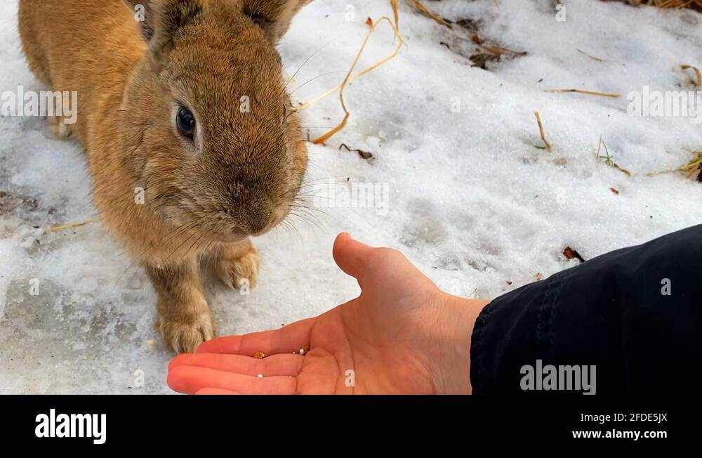 Rabbit ice Stock Videos & Footage - HD and 4K Video Clips - Alamy