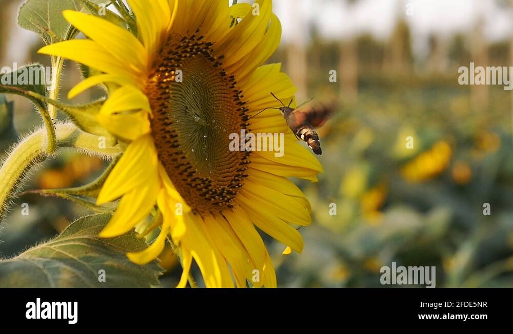 Sunflower hummingbird Stock Videos & Footage - HD and 4K Video Clips ...