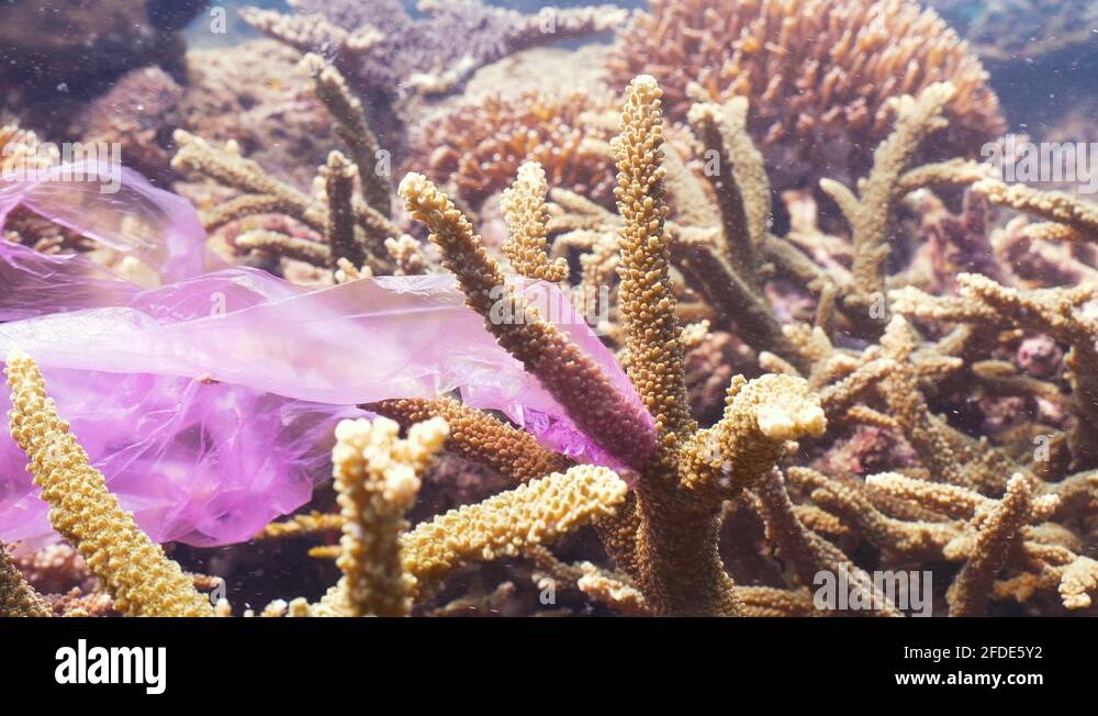 Disposable cu Stock Videos & Footage - HD and 4K Video Clips - Alamy