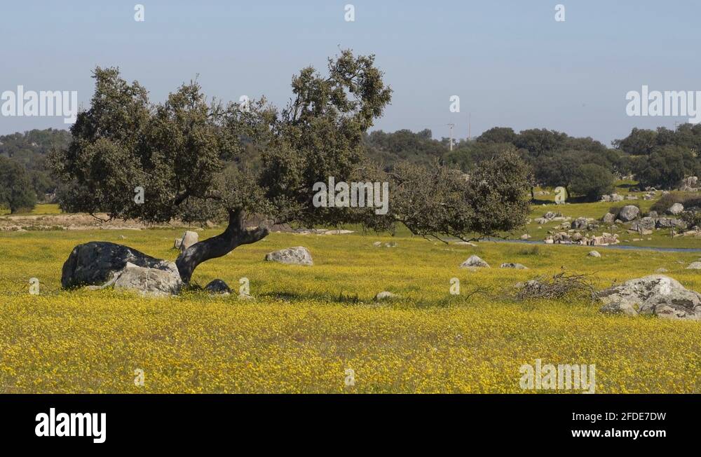 Alentejo landscape with olive tree and yellow flowers in Portugal Stock ...