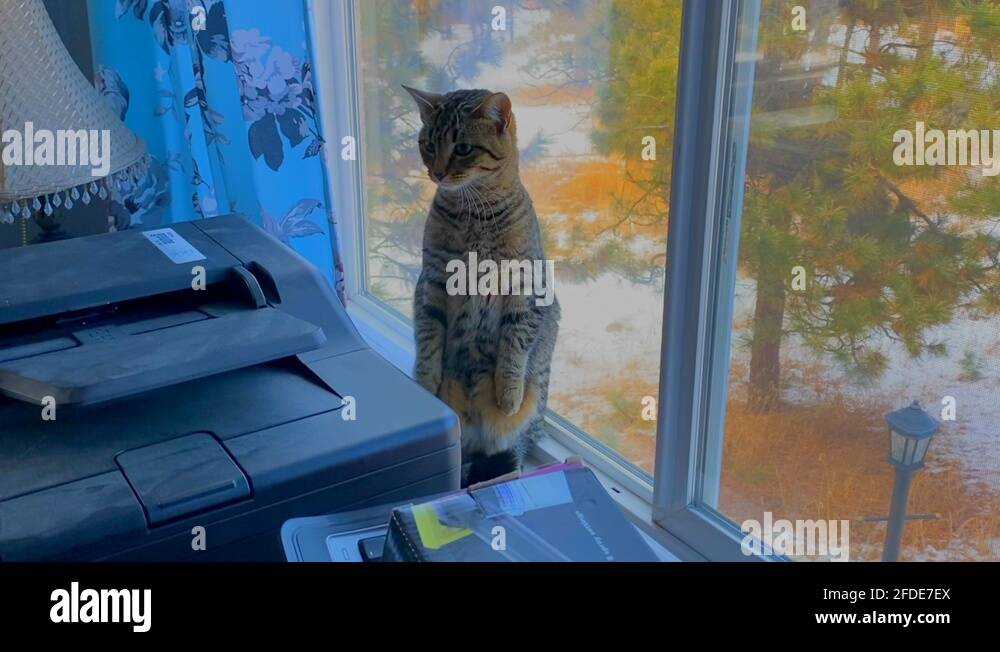 Cat cat standing on hind legs Stock Videos & Footage - HD and 4K Video ...