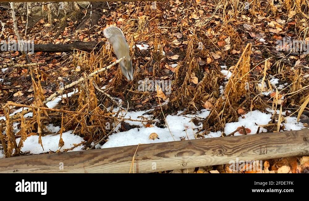 Hopping squirrel Stock Videos & Footage - HD and 4K Video Clips - Alamy