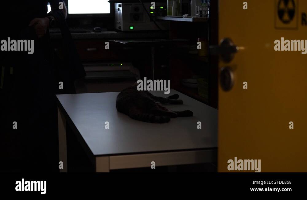 Vet cat inspection Stock Videos & Footage - HD and 4K Video Clips - Alamy